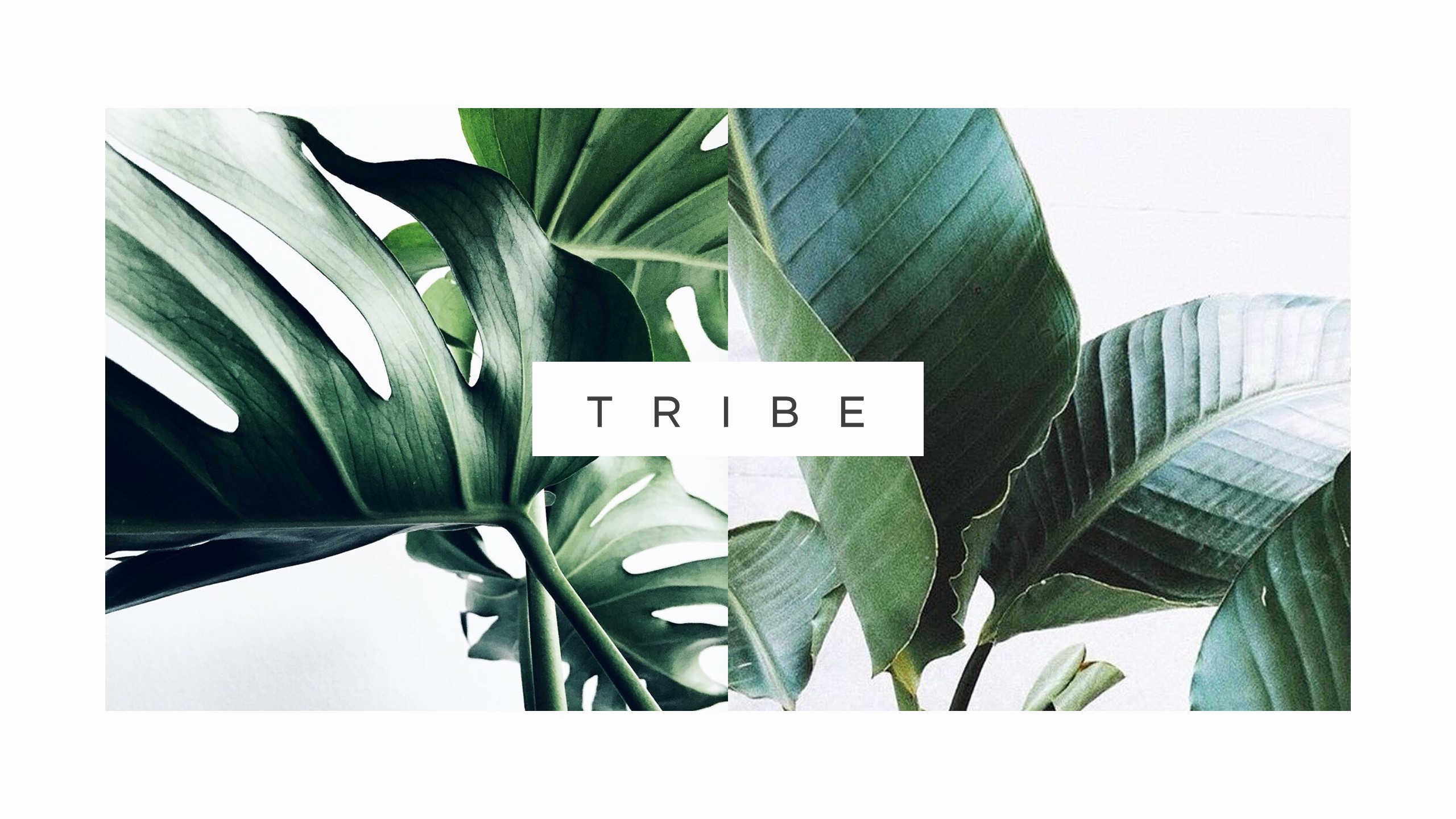 Tribe Minimal Design Powerpoint Template by bypaintdesign | GraphicRiver