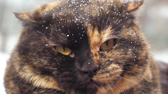 Angry Hissing Cat at Winter, Stock Footage | VideoHive