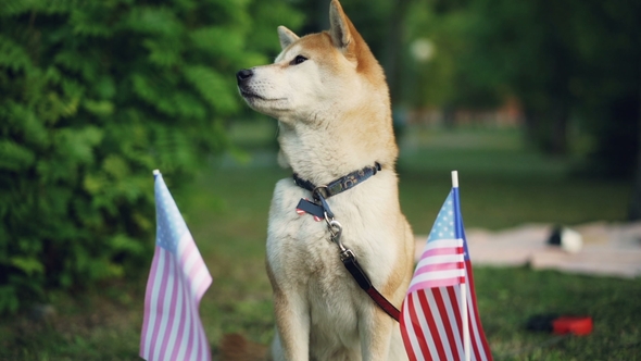 Shiba Inu Dog in the park with American Flags, Stock Footage | VideoHive