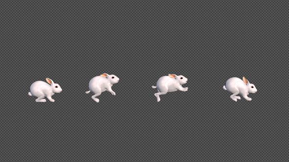 White Rabbit Jumping, Motion Graphics | VideoHive
