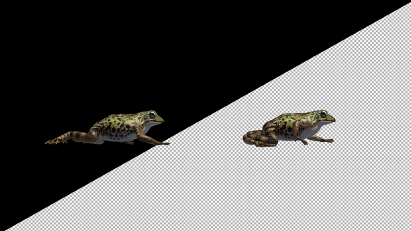 Frog Walk Side, Motion Graphics | VideoHive