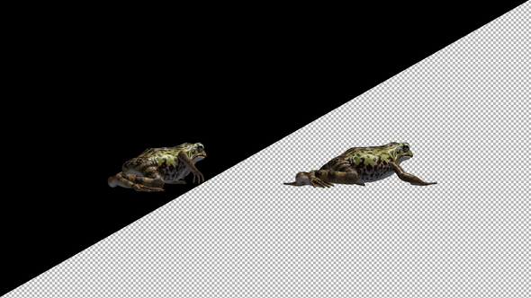 Frog Walk Back Side, Motion Graphics | VideoHive