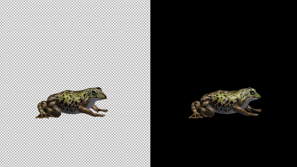 Frog Looking Around, Motion Graphics | VideoHive