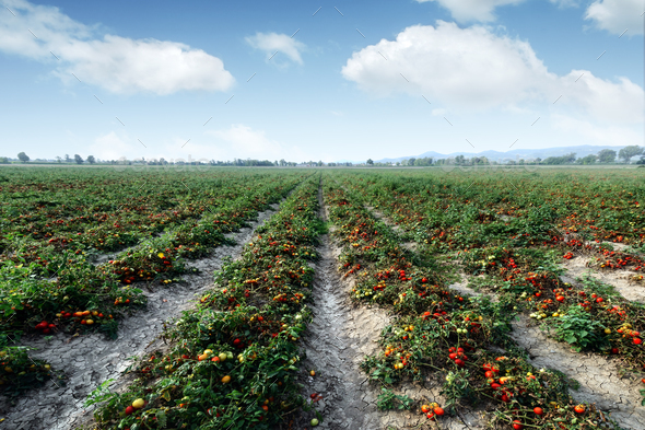 Tomato field on summer day Stock Photo by ivankmit | PhotoDune