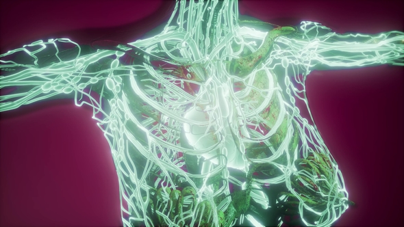 Human Body with Glow Blood Vessels, Motion Graphics | VideoHive