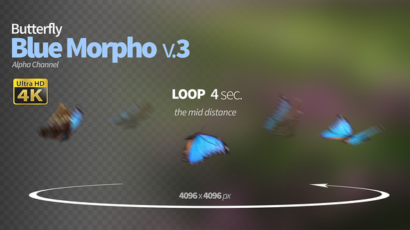 Butterfly Blue Morpho 3, Motion Graphics | VideoHive