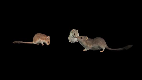 Rat Meeting, Motion Graphics | VideoHive