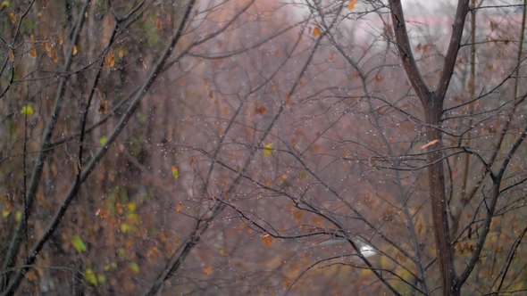 Faded Trees and Snowfall, Scene of Late Autumn, Stock Footage | VideoHive
