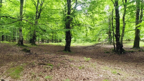 Beautiful Beech Forest in Summer, Stock Footage | VideoHive