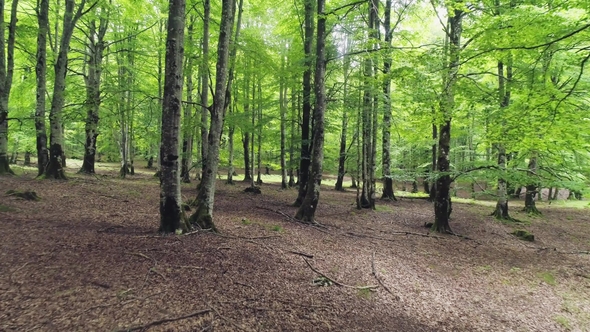 Beautiful Beech Forest in Summer, Stock Footage | VideoHive