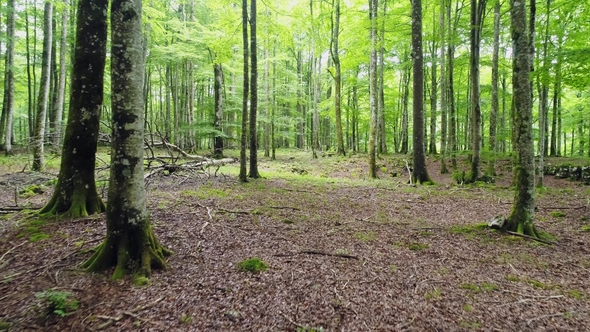 Beautiful Beech Forest in Summer, Stock Footage | VideoHive