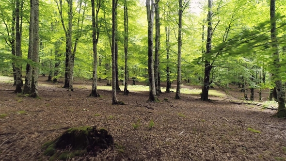 Beautiful Beech Forest in Summer, Stock Footage | VideoHive