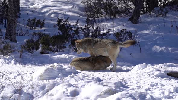 Two Norwegian wolves in snowy winter wilderness - One wolf sleeping on ...