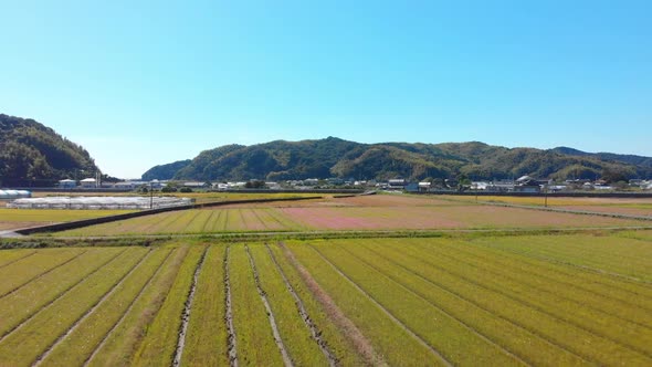 flying over farmland and a small village with greenhouses in japanese ...