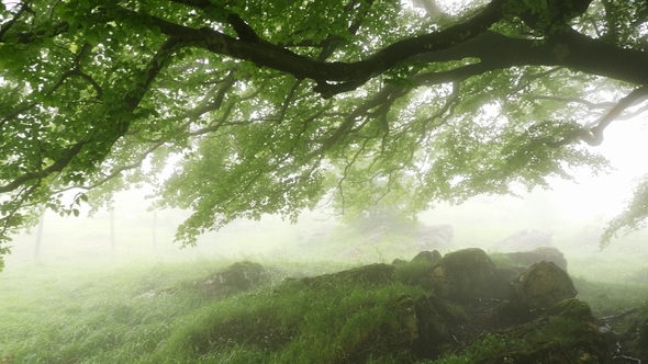Beautiful Old Tree Magical Forest Covered with Mist, Stock Footage