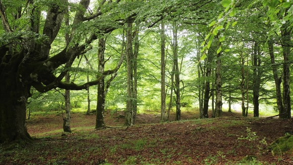 Beautiful Beech Forest in Summer, Stock Footage | VideoHive