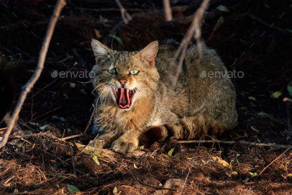 wild cat in natural habitat Stock Photo by porojnicu | PhotoDune