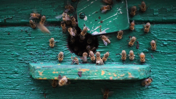 Bees Flying in and Out Beehive View, Stock Footage | VideoHive
