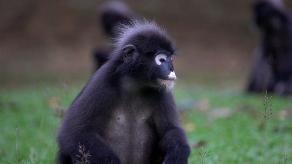 Dusky Leaf Monkey (Trachypithecus Obscurus) Sitting on the Ground at ...