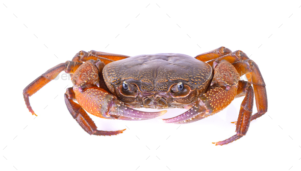 crab on white background Stock Photo by sommai | PhotoDune