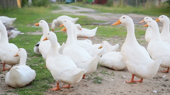 White Farm Ducks By the Countryside Road, Stock Footage | VideoHive