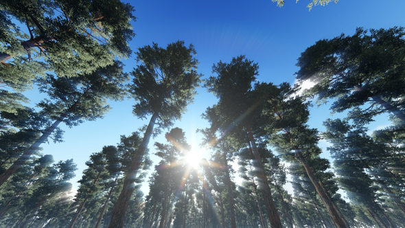 Big Trees in the Forest, Motion Graphics | VideoHive