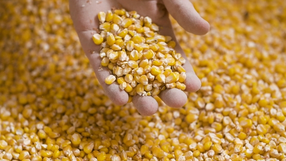 Corn Grains in Farmer Hands, Stock Footage | VideoHive