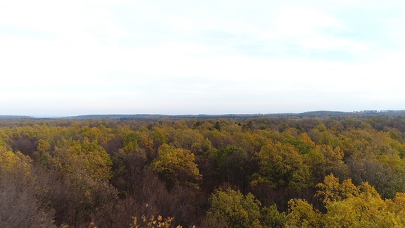 Flying Over Forest, Stock Footage | VideoHive