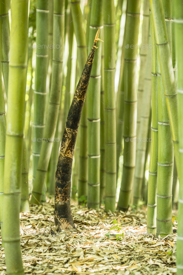 Spring Bamboo shoot Stock Photo by alessandrozocc | PhotoDune