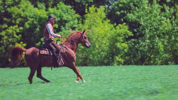 Adult Man Rider Riding a Horse By Gallop on the Field, Stock Footage