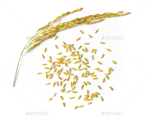 rice seeds isolated on white background Stock Photo by sommai | PhotoDune