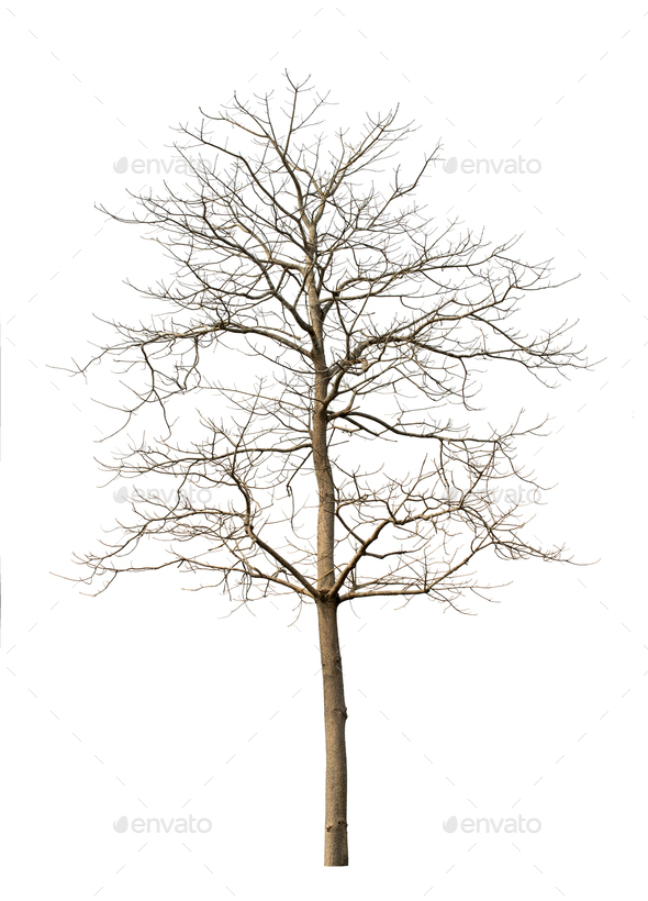 dry trees on a white background Stock Photo by sommai | PhotoDune