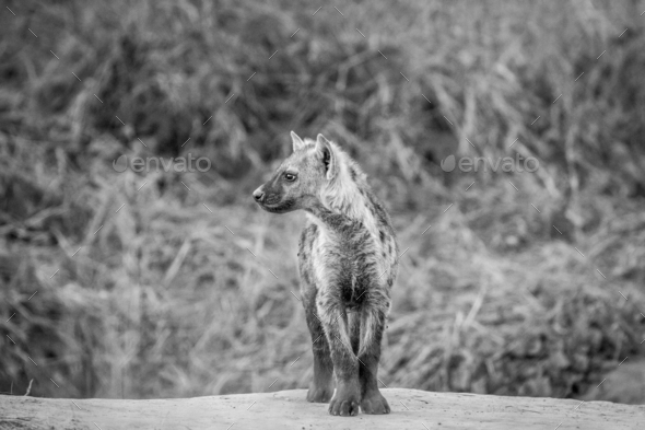 Side profile of a young Spotted hyena. Stock Photo by Simoneemanphotography