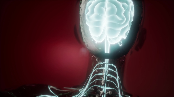 Anatomy of Human Brain, Motion Graphics | VideoHive