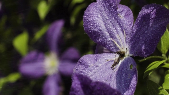 Drops of Water Splashing at Purple Flowers in the Garden, Stock Footage