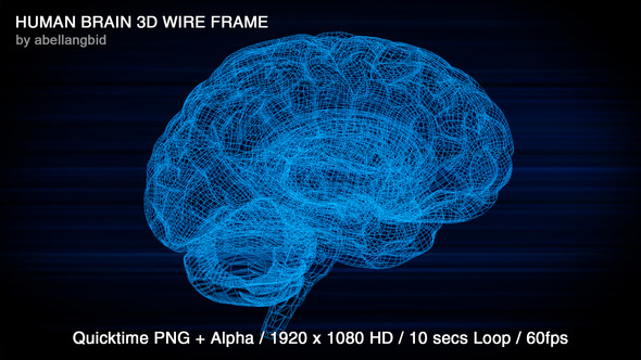 Human Brain 3D Wire Frame, Motion Graphics | VideoHive