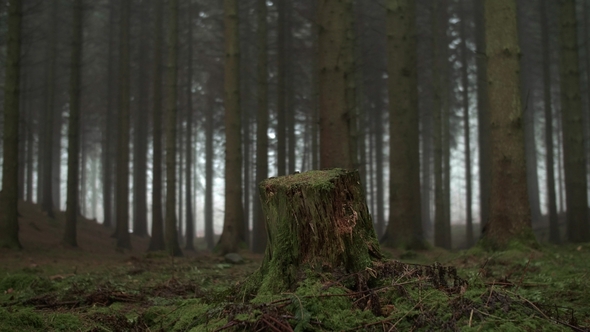 Tree Stump in Woods, Stock Footage | VideoHive