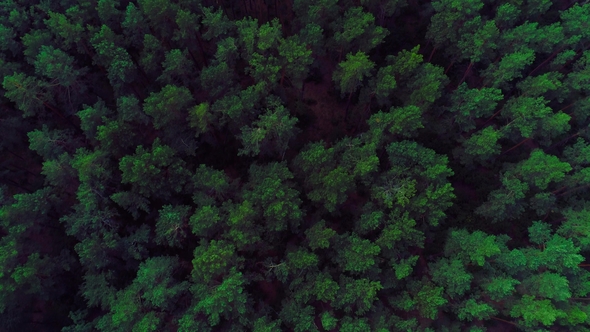 Aerial Fly Over a Green Forest, Stock Footage | VideoHive