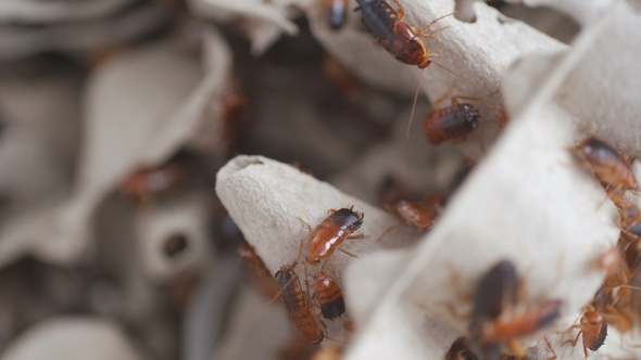 Cockroach Colony in the Zoo, Stock Footage | VideoHive