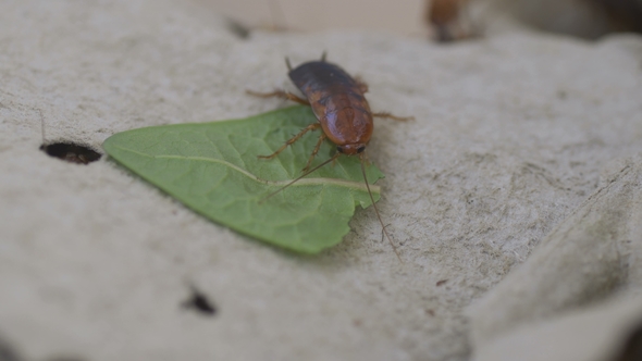 Cockroaches Feeding Footage, Stock Footage | VideoHive