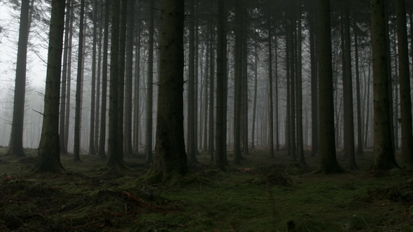 Eerie Forest, Stock Footage | VideoHive