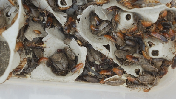 Cockroach, Cockroach with Food, Many Cockroach, Stock Footage | VideoHive