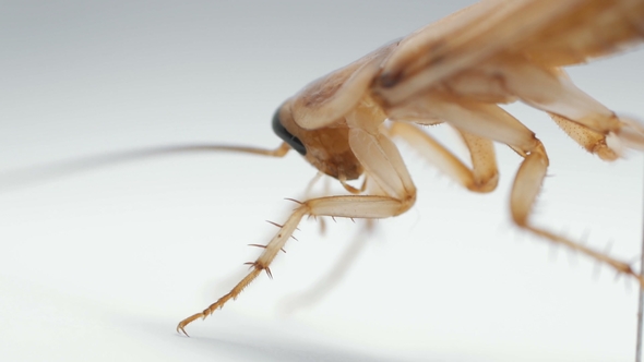 Close View of Cockroach's Head, Stock Footage | VideoHive