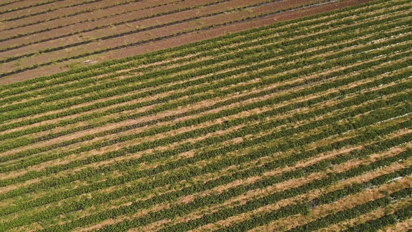 Beautiful Aerial View at Strawberry Field, Stock Footage | VideoHive