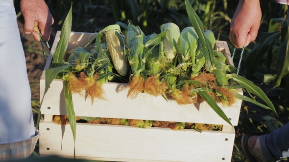 Two Farmers Carry Corn in a Wooden Box, Stock Footage | VideoHive