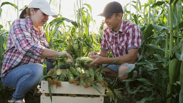 A Couple of Farmers Are Harvesting Corn, Stock Footage | VideoHive