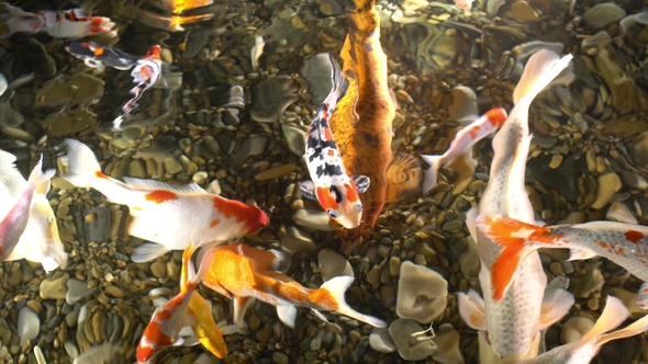 Fish in Water, Stock Footage | VideoHive