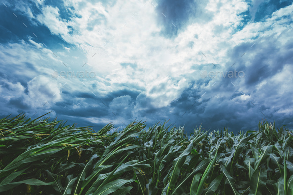 Strong wind blowing in the corn field Stock Photo by stevanovicigor