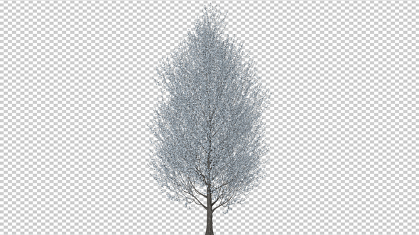 Growing Tree With Gray Leaves, Motion Graphics | VideoHive