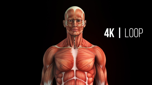 Medical Animation Muscular System 4K, Motion Graphics | VideoHive
